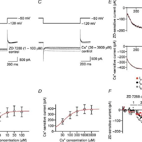 Ion Selectivity And Gating Properties Of Hyperpolarization Activated Download Scientific