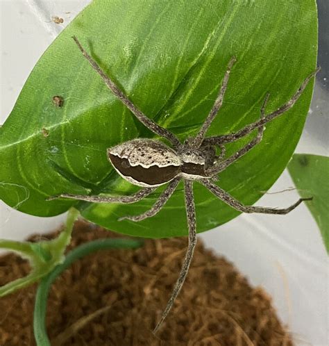 Pisaurina Mira Nursery Web Spider