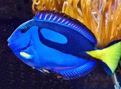 Blue Surgeonfish Paracanthurus Hepatus