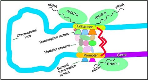 Regulatory Sequence Wikipedia