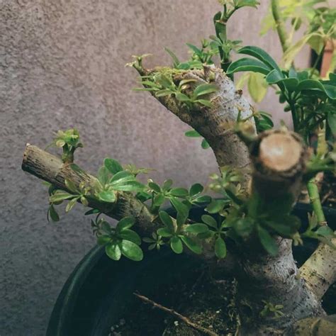 Pruning Schefflera How To Prune Trim Shape Umbrella Trees
