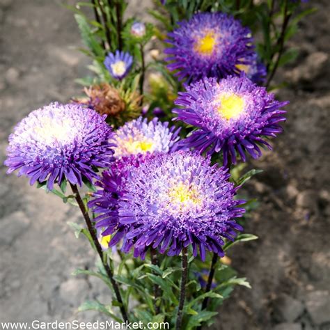 Aster Princess Mixed Callistephus Chinensis Vibrant Colours