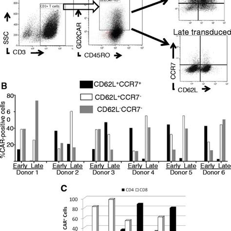 The Effector Memory Phenotype Of T Cells Transduced On Day 3 And Day