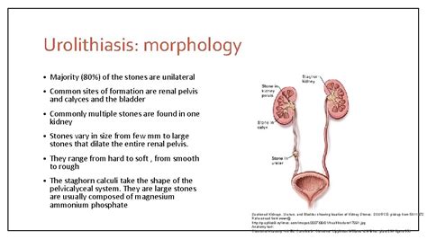 Renal Pathology Infection Of The Upper Lower Urinary