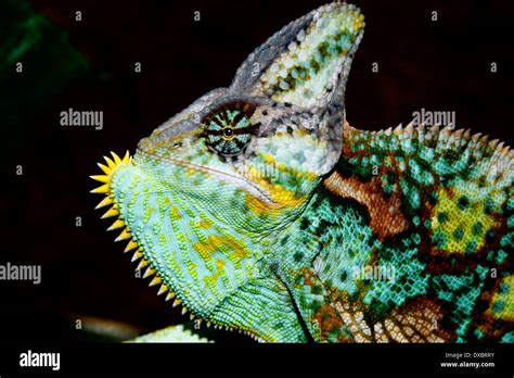 Veiled Yemen Chameleon Chamaeleon Calyptratus Male With Pouch Inflated