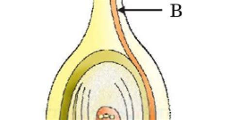 I Differentiate Between Self Pollination And Cross Pollination Ii