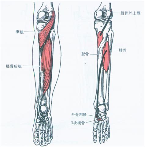 第010期：认识你的肌肉之下肢肌：小腿肌 知乎