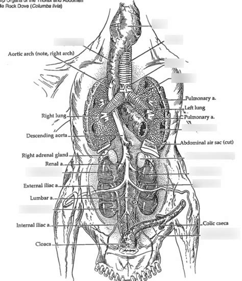 Ornithology Lab Exam 1 All Diagram Quizlet