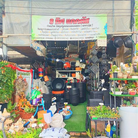 กระถางแคคตัส ยายเงินกับตาทอง กระถางทรงกลม ขนาด 6 นิ้ว กลมโต 1 โหล 12ใบ 500 บาท จัดส่งฟรี