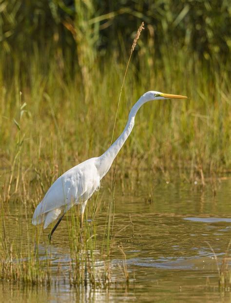 9000 Free Great Egret And Nature Images Pixabay