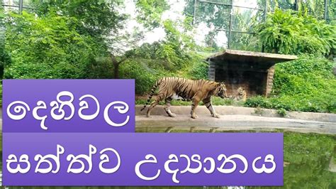 Dehiwala Zoo දෙහිවල සත්ත්ව උද්‍යානය National Zoological Gardens Of