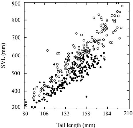 Sexual Dimorphism Of Trunk And Tail Length Only Dice Snakes Coming Download Scientific Diagram