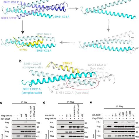Stripak Regulates Hippo Signaling Dependent On Complex Assembly A