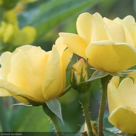 Rose Knock Out Sunny Rogers Spring Hill Plant Database Rogers