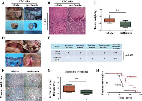 Metformin Inhibited The Growth And Invasion Of Pdac In A Kpc Mouse Download Scientific Diagram