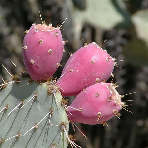 Opuntia Cactus Types At Juan Bear Blog
