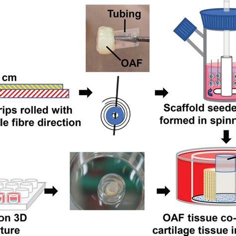 Schematic Of Culture Method Two Strips Of Pu‐ado Aligned Nanofibrous