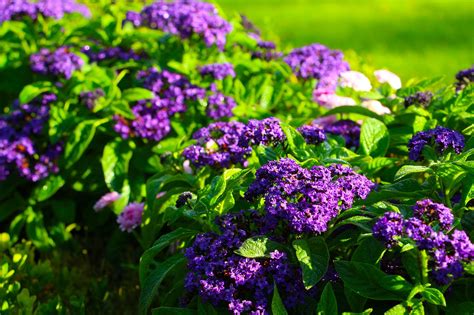 Flores Violetas Moradas Foto Gratis En Pixabay Pixabay