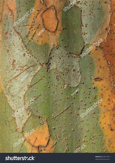 Multi Colored Tree Bark With Interesting Pattern Stock Photo Shutterstock