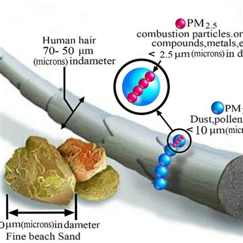 Relative Size Of Pm 25 And Pm 10 15 Download Scientific Diagram
