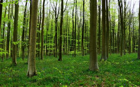 🔥 40 Wallpapers Trees Forest Wallpapersafari