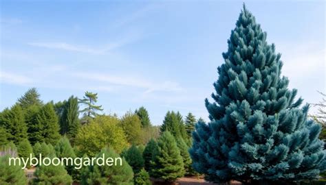 Growing Blue Spruce Tips For A Stunning Evergreen Tree