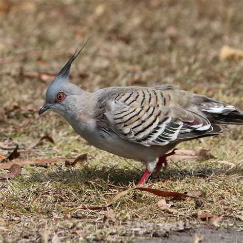 Getting Started Semester 1 2023 Elearning University Of Queensland