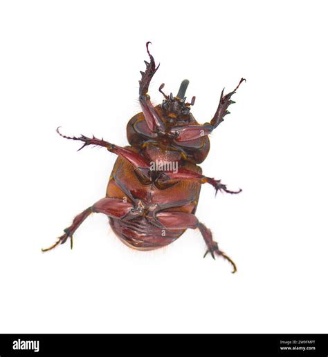 View Ground Beetle Dark Cut Out Stock Images And Pictures Alamy