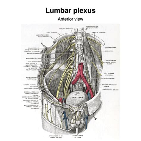 Lumbar Plexus Anatoma Lumbares Y Superficial