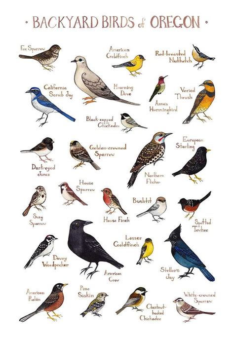 Explore The Diverse Bird Species Of Oregon Oregon Birds Guide