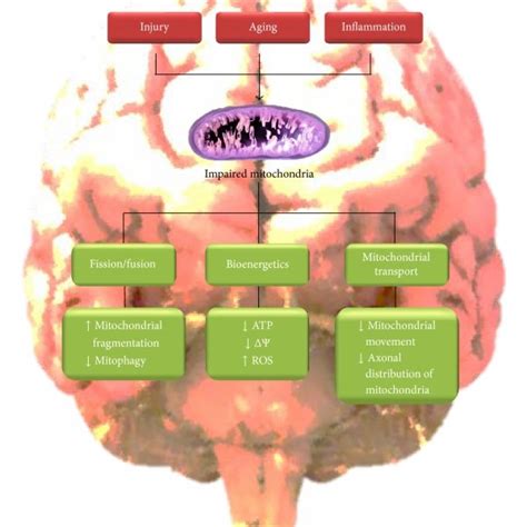 Mitochondrial Dysfunction In Ad Factors That Contributed To Ad Such As Download Scientific
