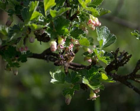 Wasps Do Kill Bees How To Protect Your Beehive From Wasps