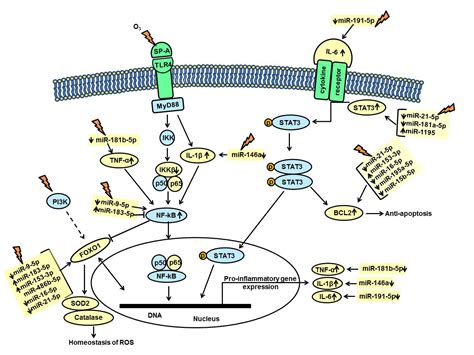 On Biology Take A Deep Breath Sex Differences May Play A Significant Role In The Onset And