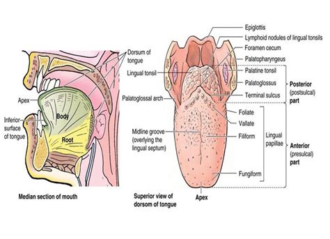 Indices Focus Dentistry
