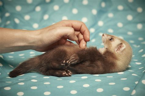 Are Ferrets Good Pets A Comprehensive Guide Glenlivet Wildlife