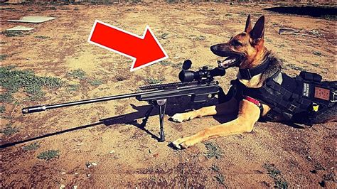 10 Самых Умных Пород Собак в Мире Youtube