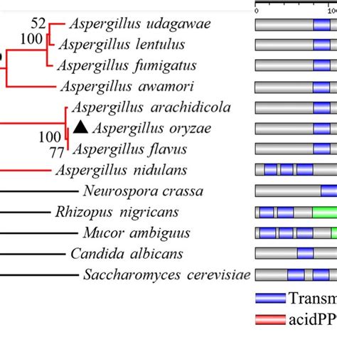 Phylogenetic Relationships And Functional Domains Of Ipc Synthase In Download Scientific