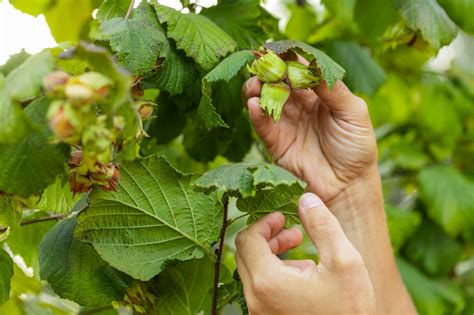 Plantera Hassel Tips And Råd Hornbach