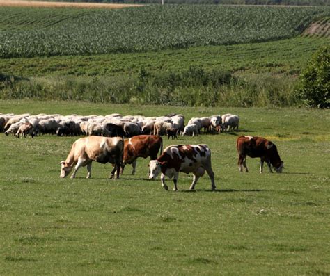 Improving Livestock Traceability Data To Promote A More Sustainable