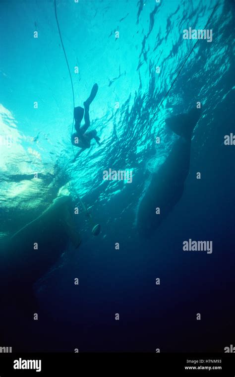 Sperm Whale Physeter Macrocephalus Researcher Photographing Whale