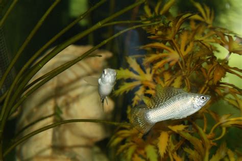 Hacking Sex The Odd Lives Of Sexual Parasites National Geographic