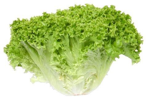 Lollo Bianco Aromatic Cut Lettuce Chef Reader