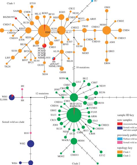 Reduced Median Joining Network Of 108 Mtdna Haplotype Sequences From