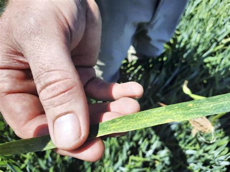 Top Tips On Pesticide Reduction Free