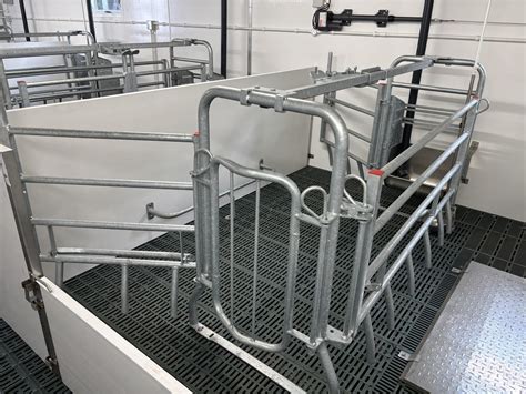 The Freedom Farrowing Crate A Solution For Pig Welfare