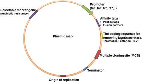Important Elements Of Expression Plasmid In Bacteria The Distance Download Scientific Diagram