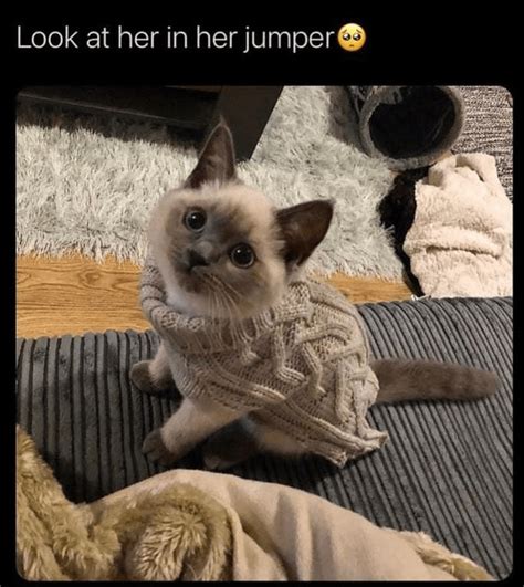 Warm Kitty Rwholesomememes