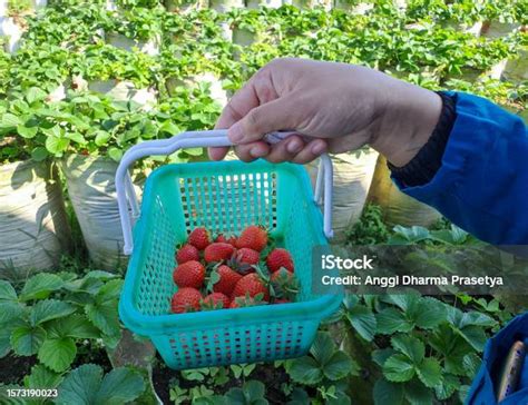 유기농 딸기 농장에서 수확한 후 플라스틱 바구니에 담긴 신선한 빨간 딸기 딸기 수출 준비 완료 농업과 생태 과일 농업 개념 0