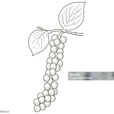 손으로 그린 복고풍 빈티지 블랙 페퍼 후추 씨앗 식물 의료 허브 및 향신료 또는 농업 농장 제품 가루로 빻은에 대한 스톡 벡터 아트 및 기타 이미지 Istock