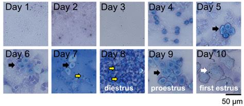 Before The Study Begins Infertility Considerations In Wistar Rat Models